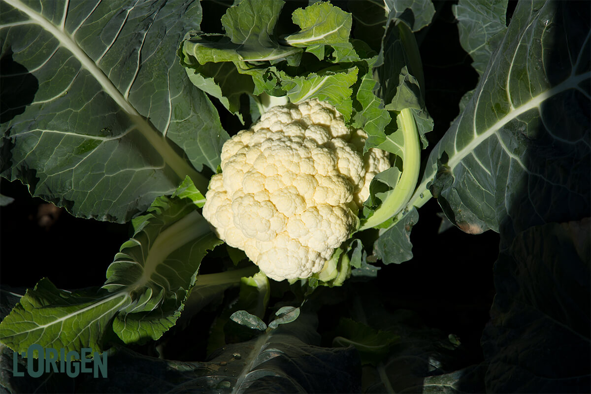 COLIFLOR – L'Origen